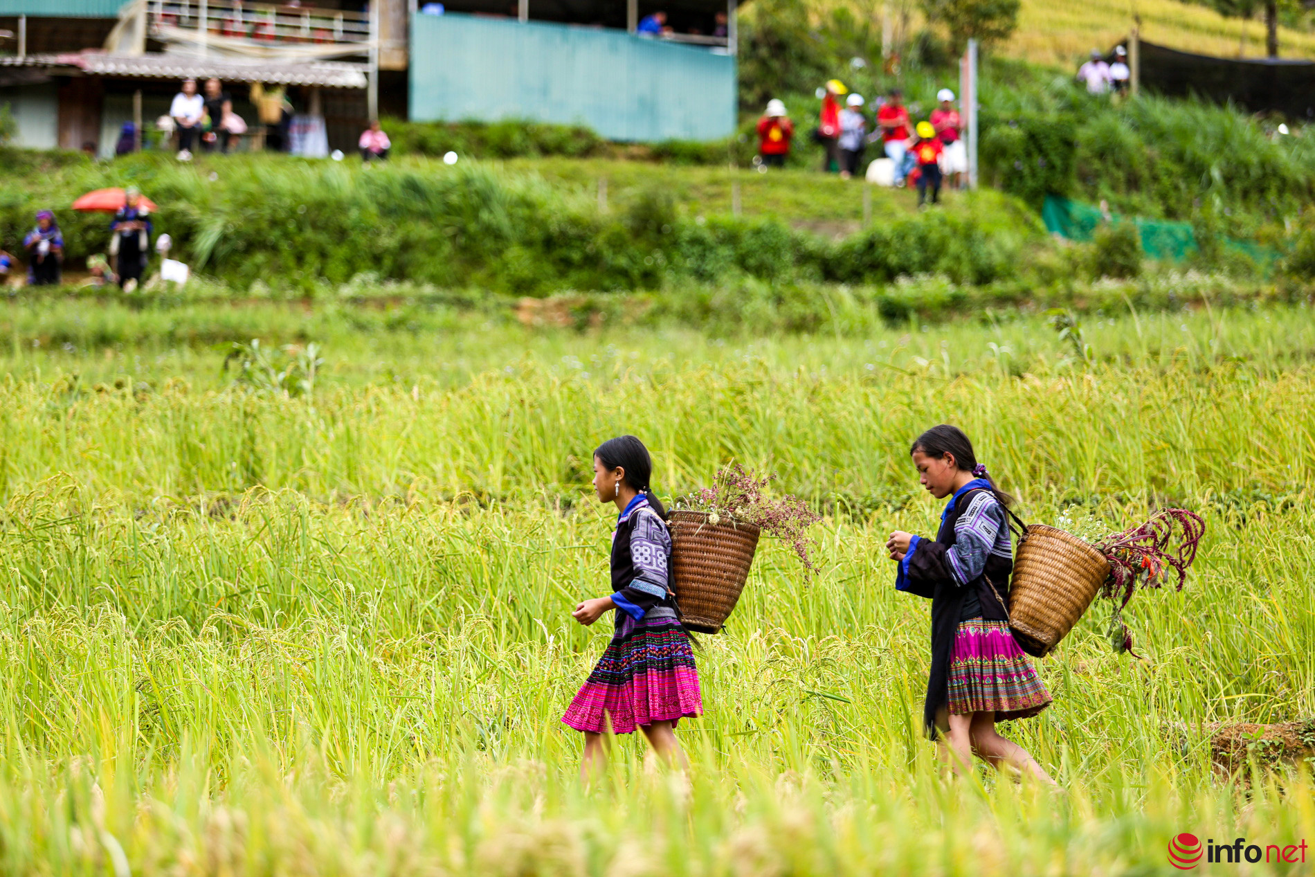 Breathtakingly Beautiful Mu Cang Chai Terraced Fields In Ripe Rice Season
