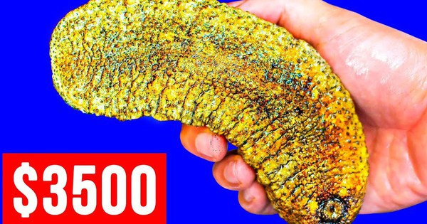 Hải sâm 'nhân sâm' biển khiến thợ lặn mạo hiểm tính mạng để lùng sục