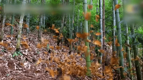 'Thiên đường' bướm hàng trăm triệu con hiếm có khó tìm ở Trung Quốc