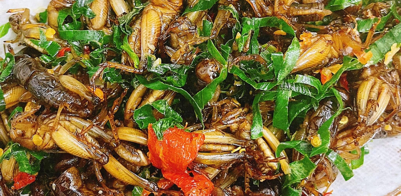 Crispy cricket dishes not for 'faint-hearted'