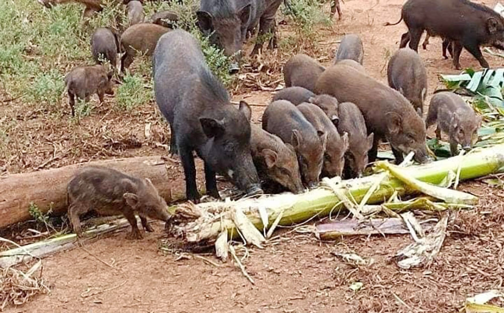 Lợn nít thả rông trên đồi, gà chọi cổ đổ dồi lạ mắt ở Nghệ An