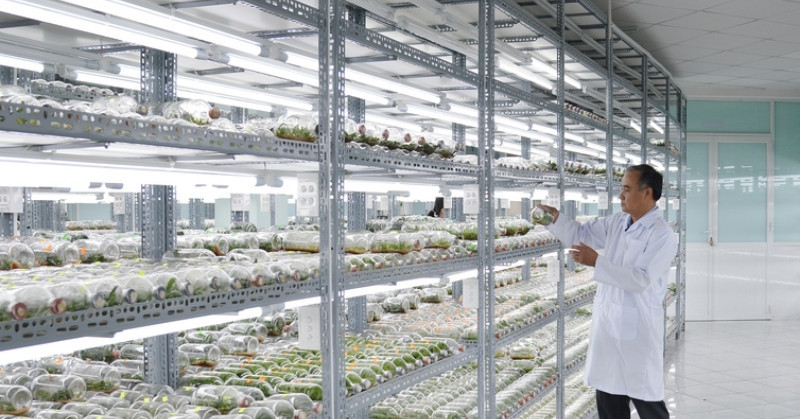 HCM City to develop advanced technology for agricultural production