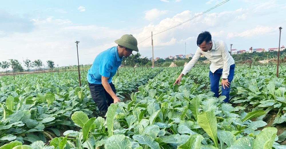 Hình thành chuỗi sản xuất, kinh doanh thực phẩm sạch ở vùng dân tộc ...