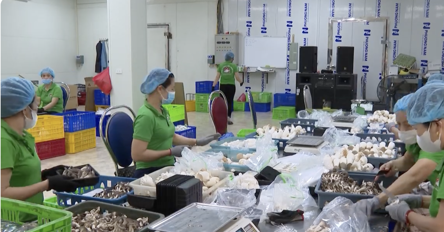 Vĩnh Phúc: OCOP góp phần phát triển và thực hiện tái cơ cấu kinh tế ...