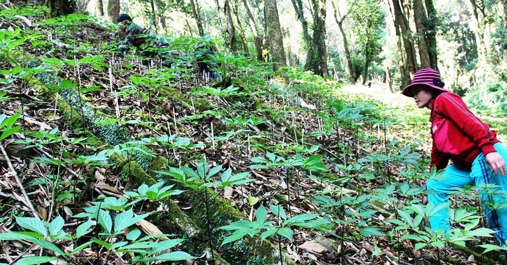 Loạn thị trường sâm, đại gia rởm gom gần 1.264 tỷ làm 'dự án ma' sâm Ngọc Linh