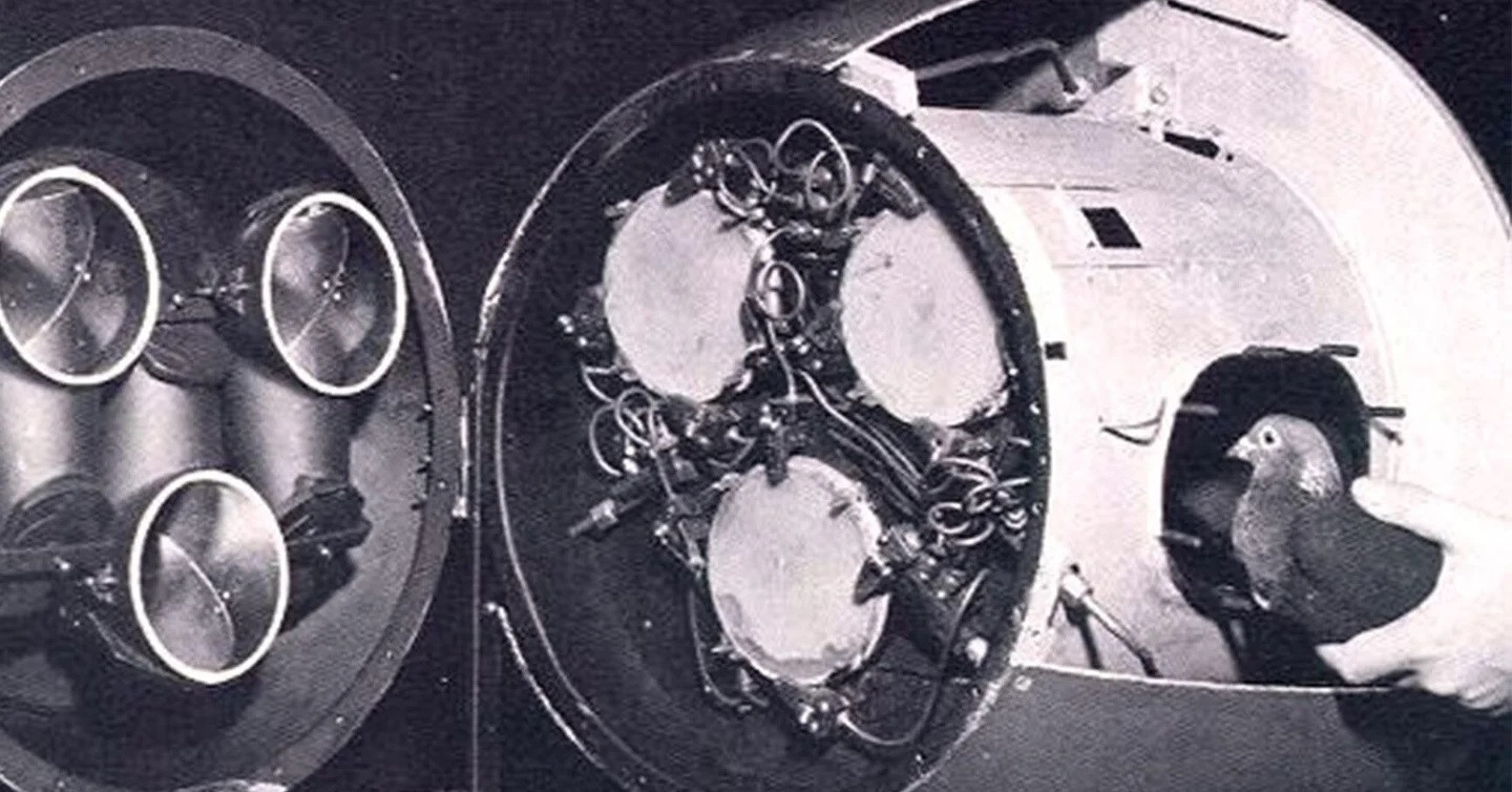 Dự án biến chim bồ câu trở thành vũ khí tối thượng, có thể dẫn đường ...