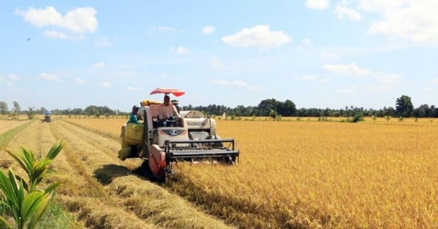 Vietnam exports over seven million tonnes of rice in 10 months