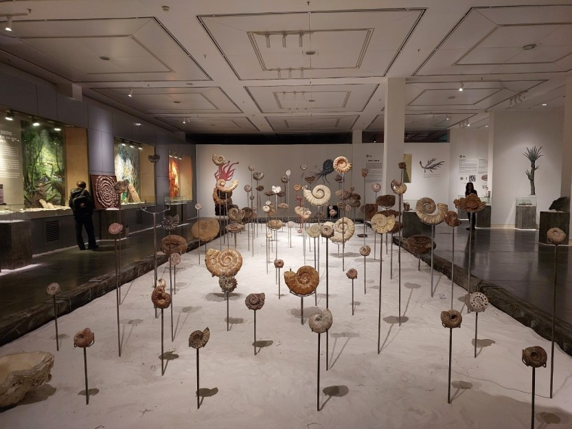 Hanoi Museum fossils exhibition reveals prehistoric life on Earth