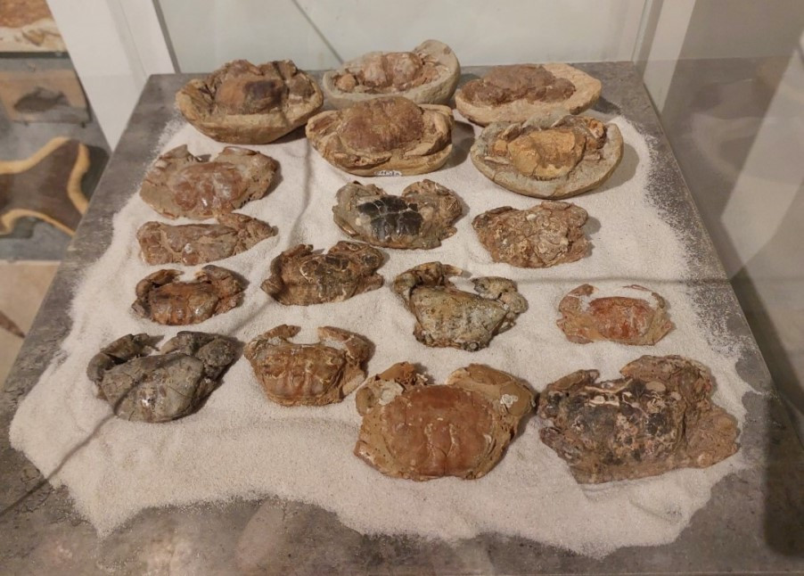 Hanoi Museum fossils exhibition reveals prehistoric life on Earth