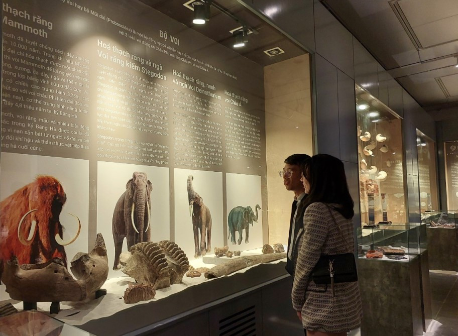 Hanoi Museum fossils exhibition reveals prehistoric life on Earth