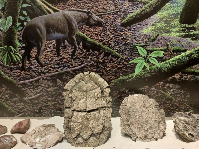 Hanoi Museum fossils exhibition reveals prehistoric life on Earth