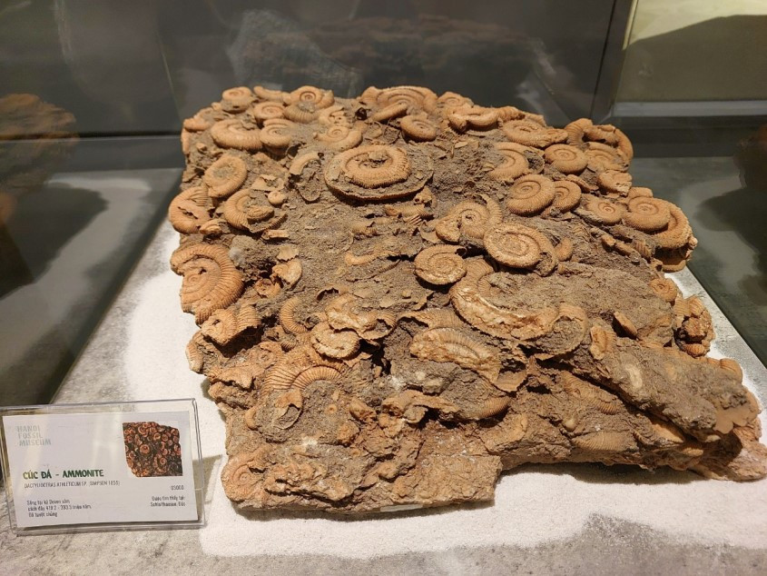 Hanoi Museum fossils exhibition reveals prehistoric life on Earth