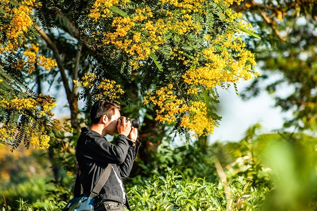 Yellow cassia blooms add colour to Central Highlands region