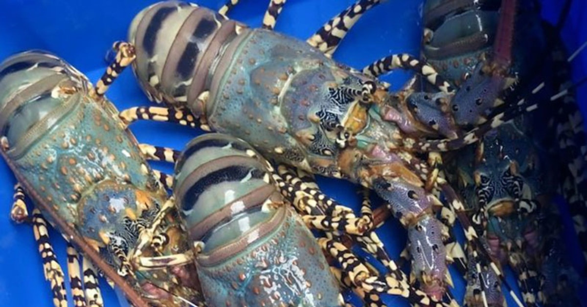 Loại hải sản 'nhà giàu' giá rẻ bất ngờ, tôm hùm bông rớt giá mạnh vẫn ế