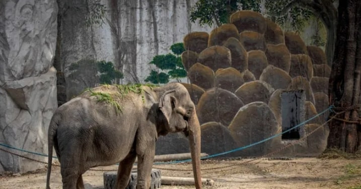 Câu chuyện buồn về con voi 'cô đơn nhất thế giới'