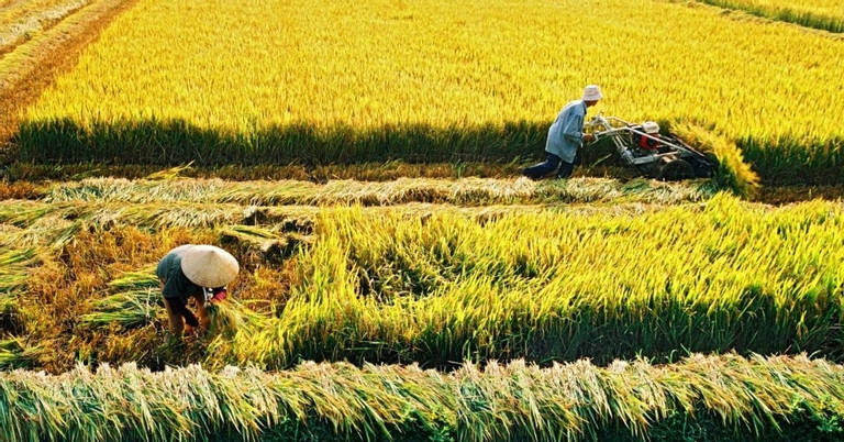 Vietnam’s rice prices fall but remain most expensive in the world