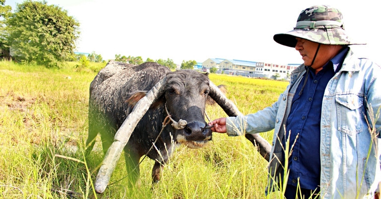Long An man earns big money from his buffalo purchase