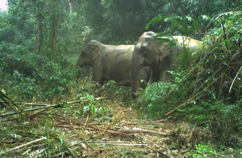Rare wildlife captured in Vu Quang National Park through camera traps