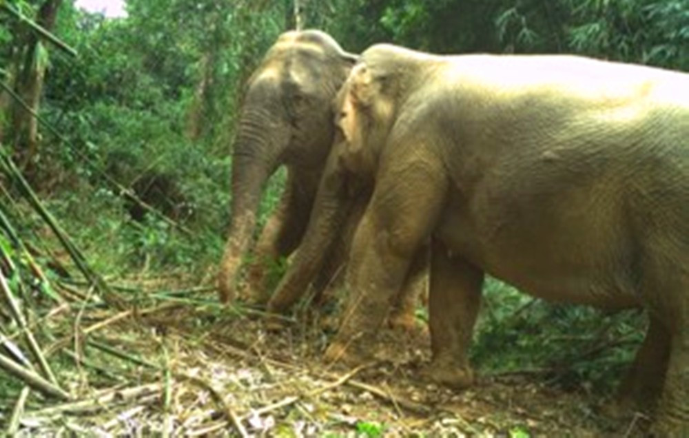 Rare wildlife captured in Vu Quang National Park through camera traps