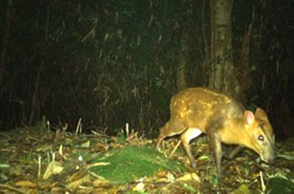 Rare wildlife captured in Vu Quang National Park through camera traps