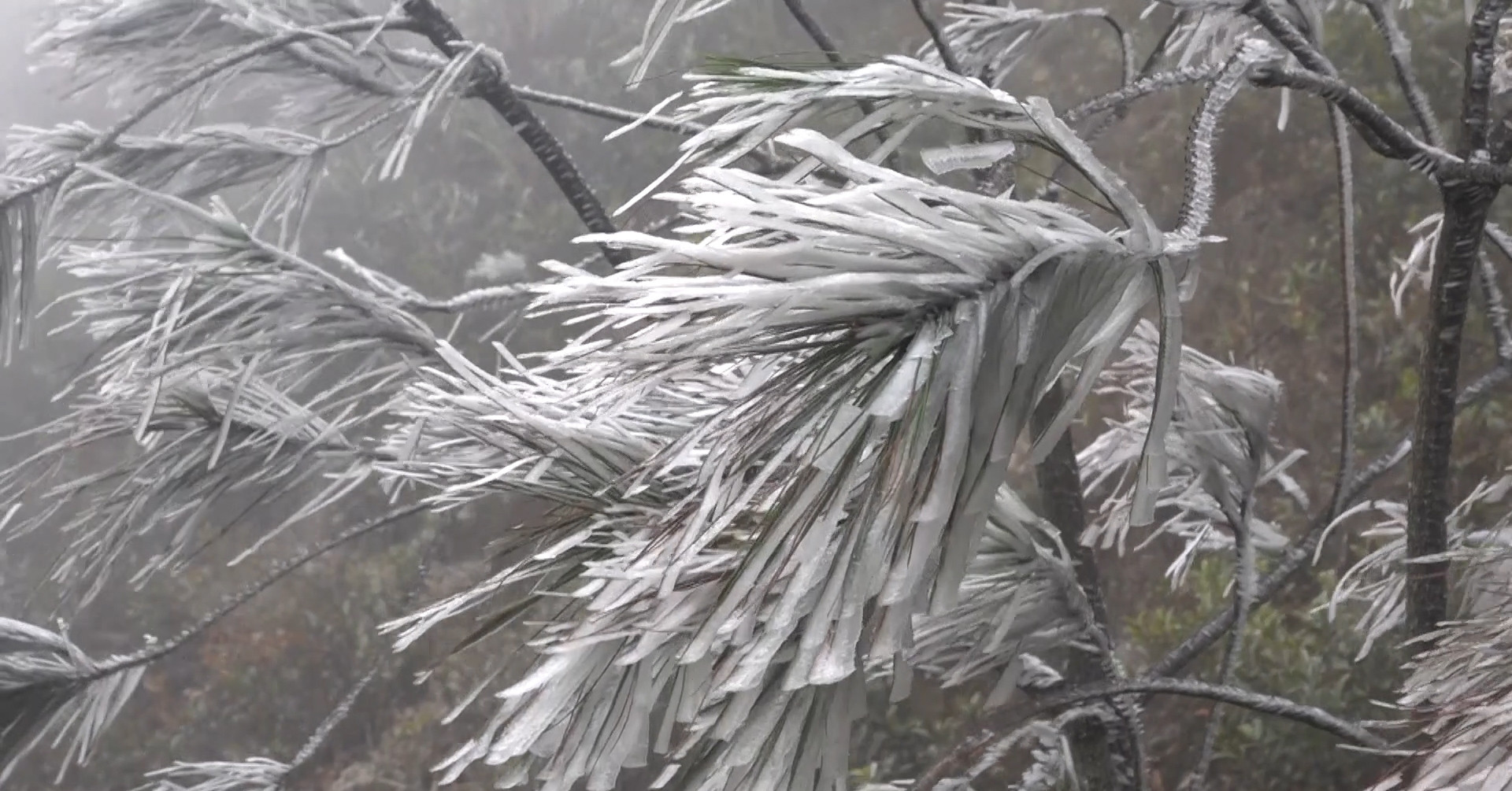 Băng giá phủ trắng núi rừng Mù Cang Chải, cảnh đẹp như cổ tích