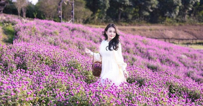 Thung lũng nhuộm màu hồng tím đẹp rực rỡ dưới nắng đông Hà Nội