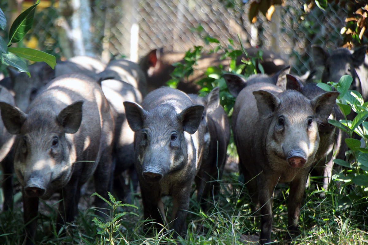 Đàn heo rừng trong vườn trái cây giúp chàng trai miền Tây kiếm bộn tiền ...