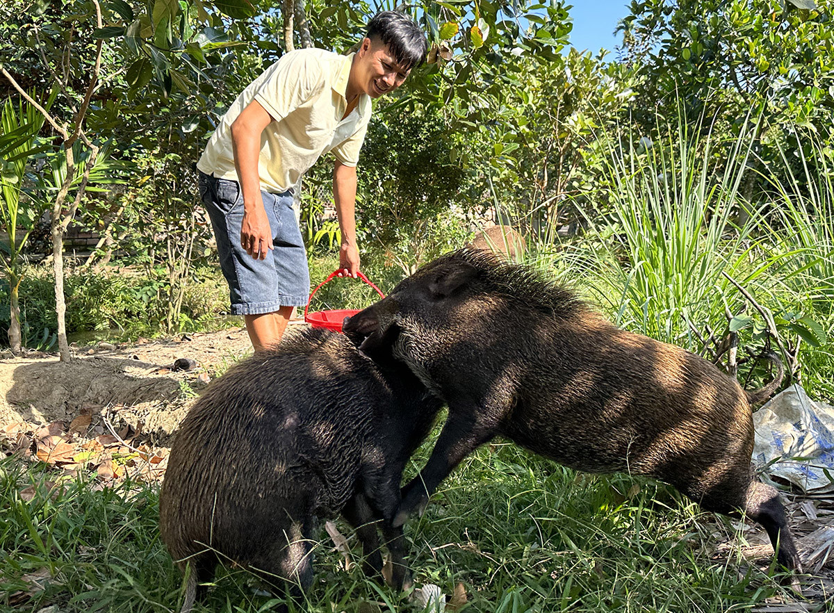 Đàn heo rừng trong vườn trái cây giúp chàng trai miền Tây kiếm bộn tiền