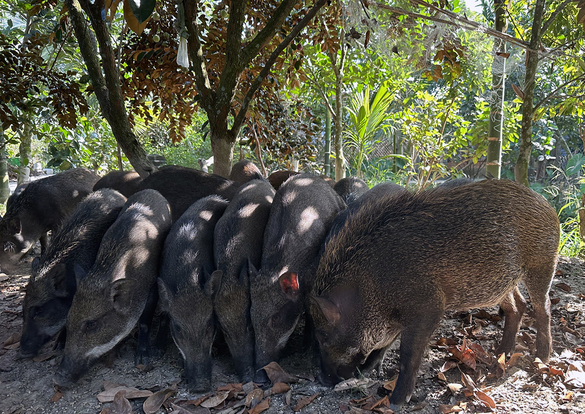 Đàn heo rừng trong vườn trái cây giúp chàng trai miền Tây kiếm bộn tiền ...