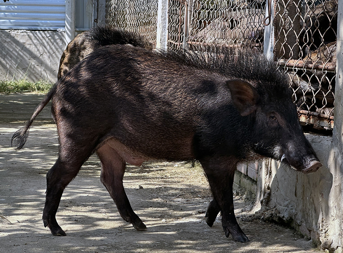Đàn heo rừng trong vườn trái cây giúp chàng trai miền Tây kiếm bộn tiền