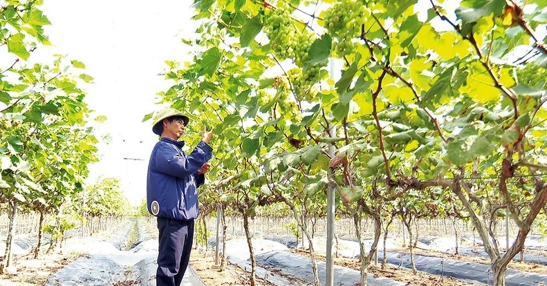 Bình Lục (Hà Nam) nhân rộng mô hình hợp tác xã kiểu mới