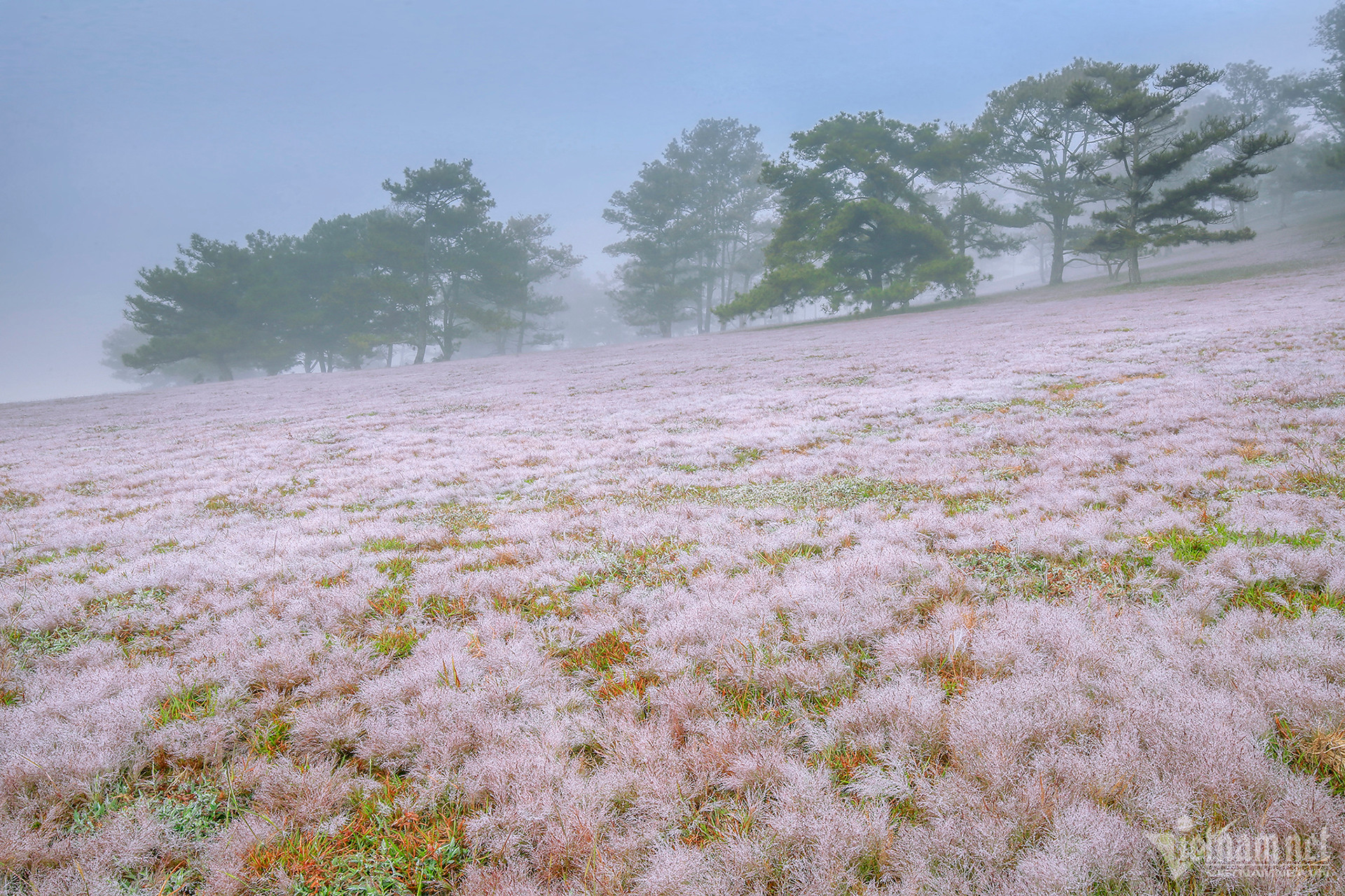 Đồi cỏ hồng khoe sắc rực rỡ trong tiết trời Đà Lạt lập đông