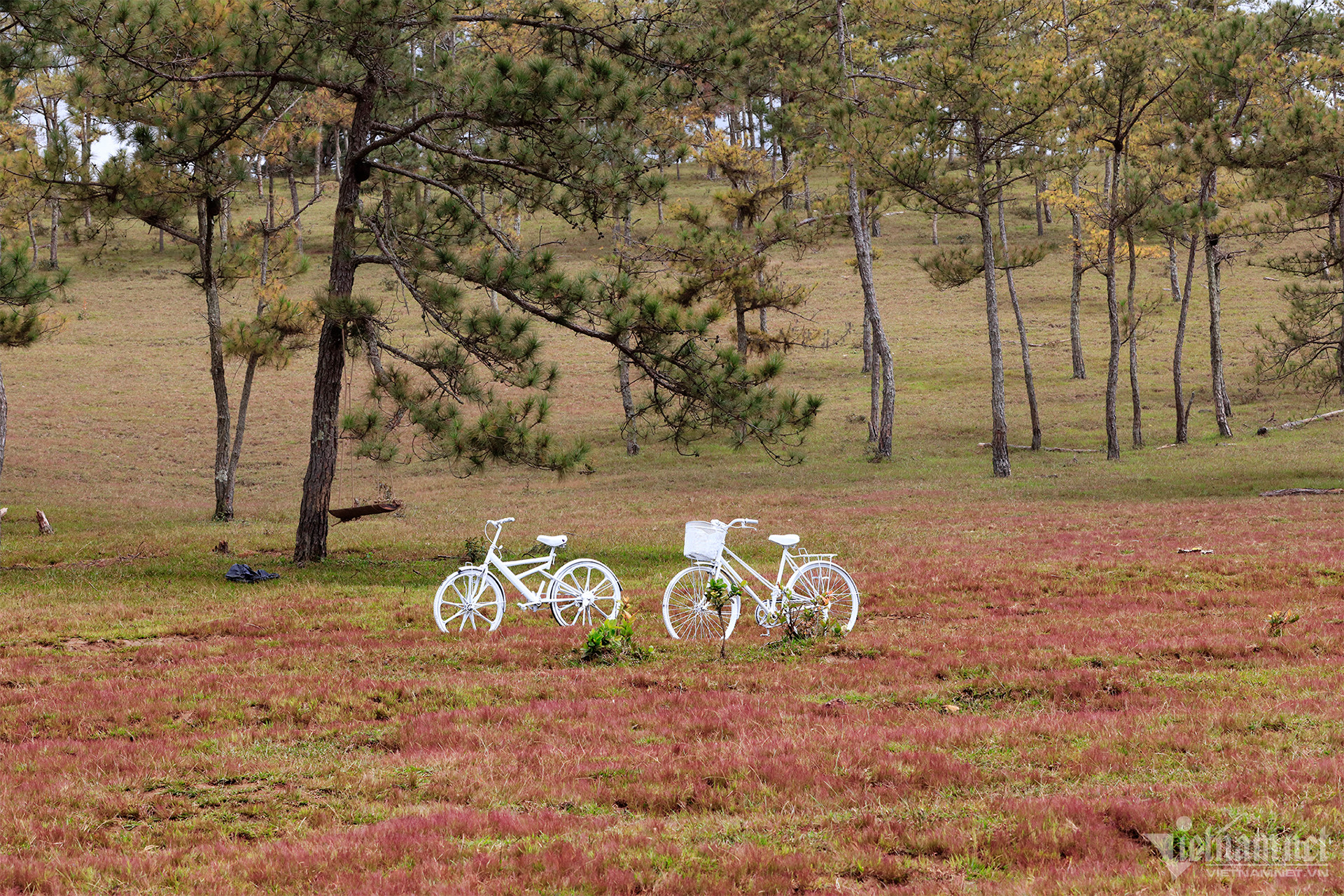 Đồi cỏ hồng khoe sắc rực rỡ trong tiết trời Đà Lạt lập đông