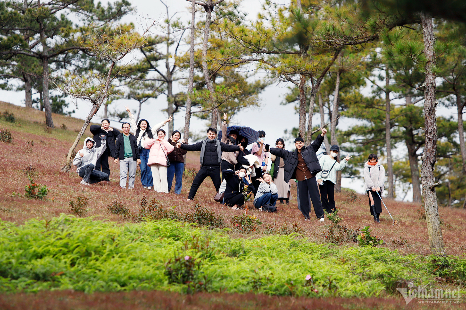 Đồi cỏ hồng khoe sắc rực rỡ trong tiết trời Đà Lạt lập đông