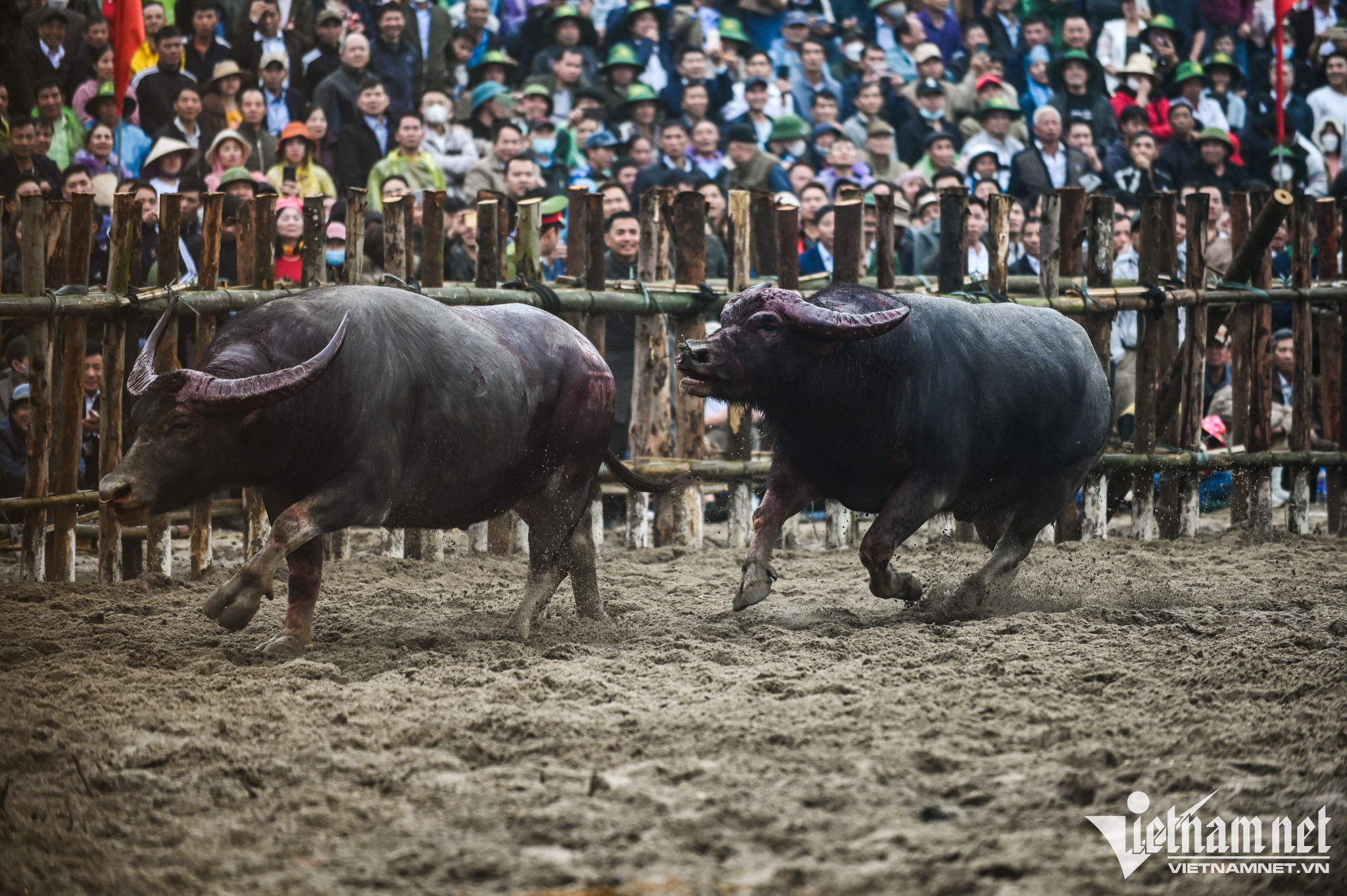Trâu vô địch tại lễ hội ở Vĩnh Phúc được xẻ thịt bán 5 triệu đồng/kg