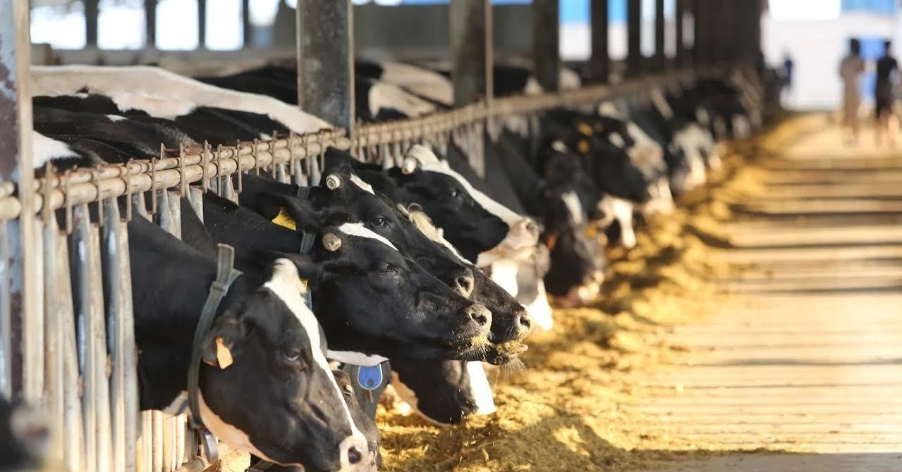 Animal husbandry sector prospers, but byproducts go to waste