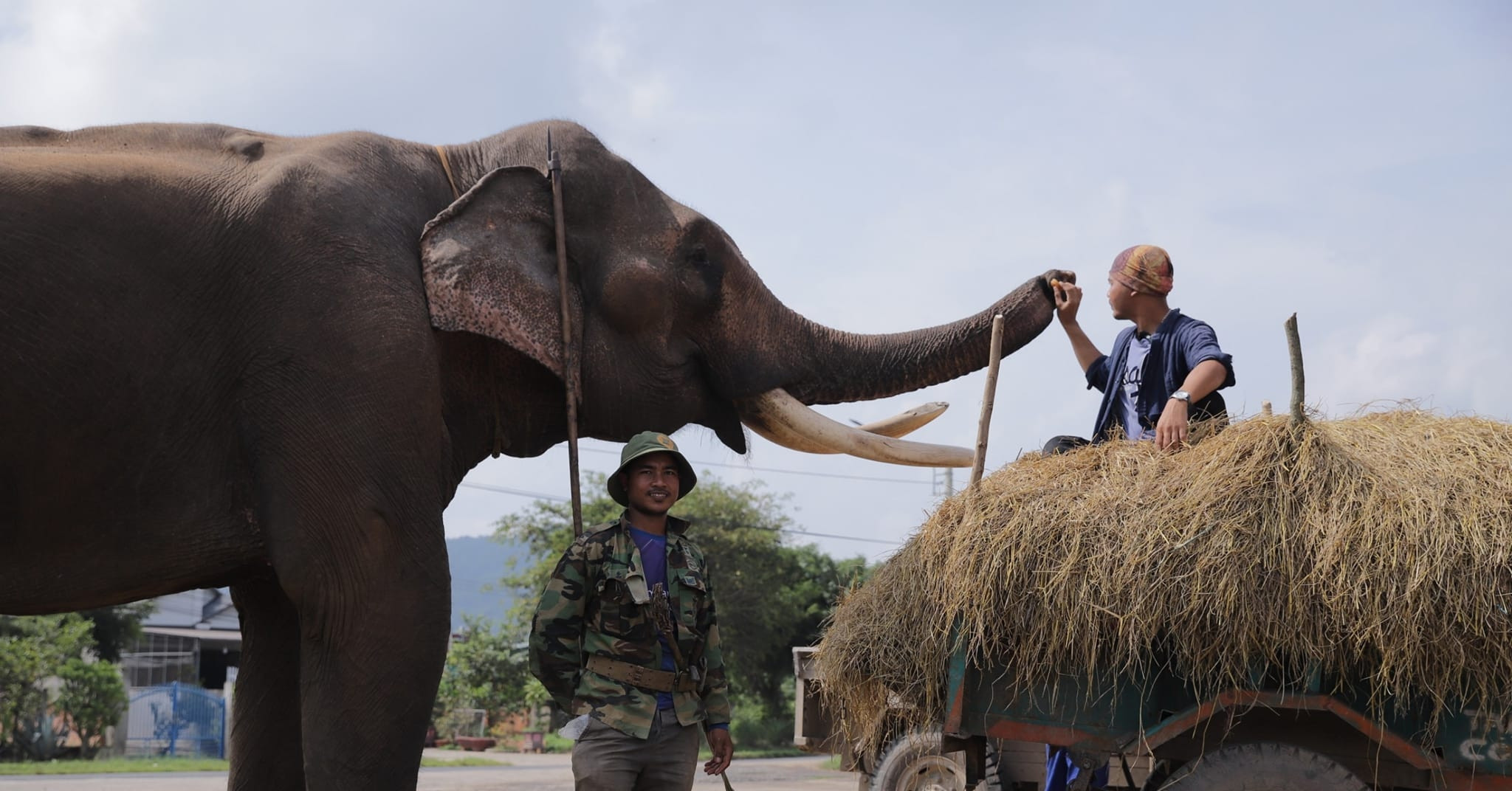 Dak Lak man offers tourists 'therapy trips’ with elephants, no riding ...