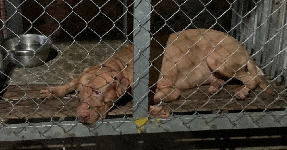 Một con chó Pitbull cắn tử vong cụ bà 82 tuổi ở Bình Dương