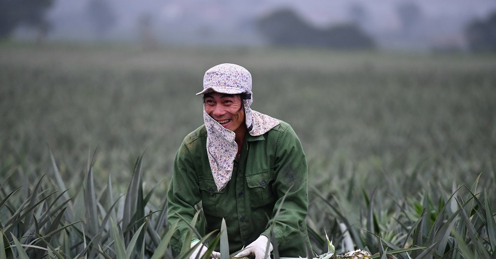Farmers use agricultural waste, save tens of billions of VND a year