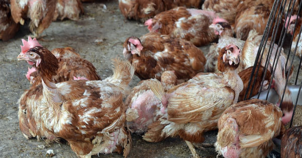 Super-cheap meat imports arrive, crushing domestic products