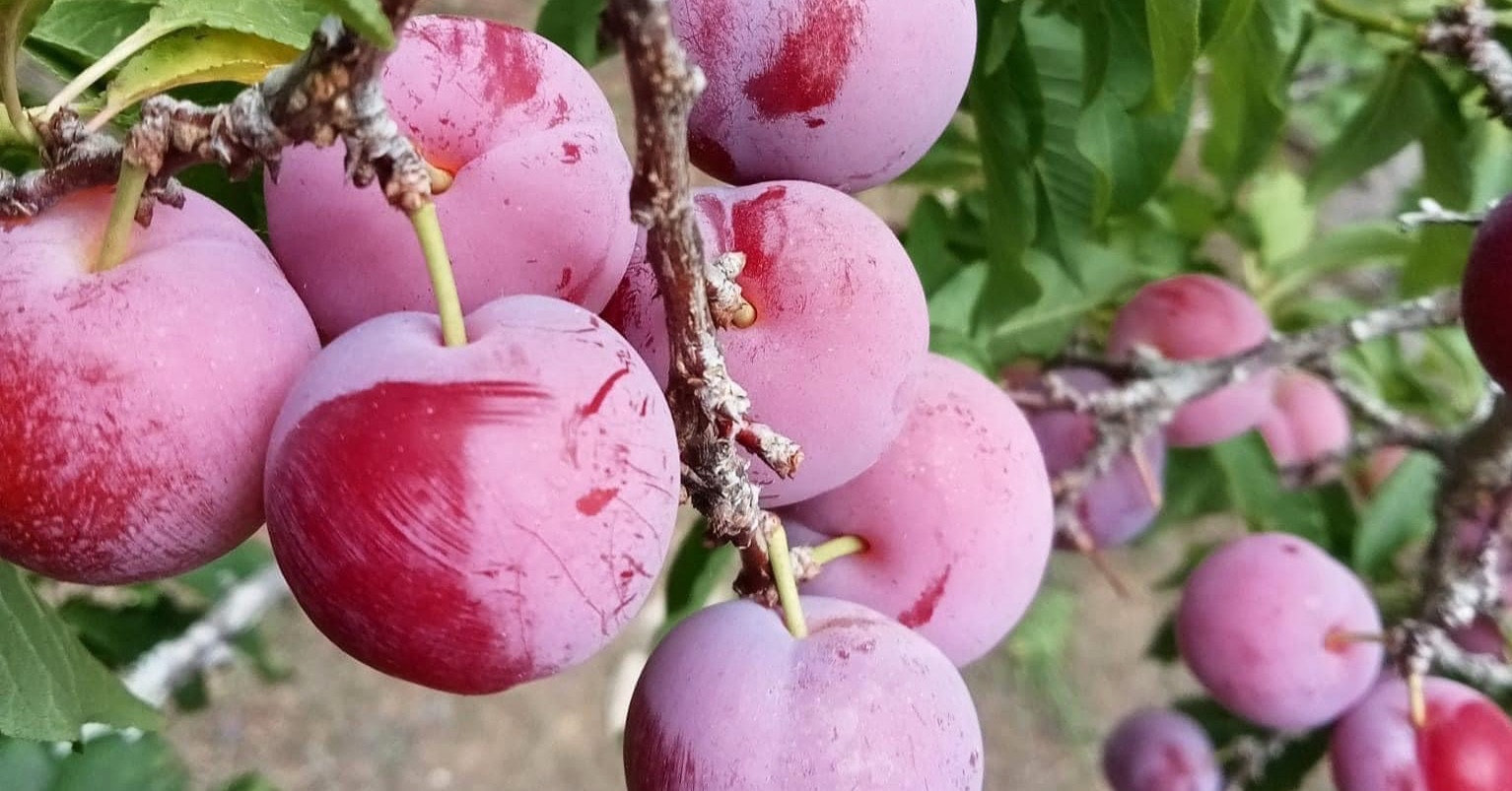 ‘Cherry Việt’ đổ bộ thị trường, giá chỉ 12.500 đồng/kg