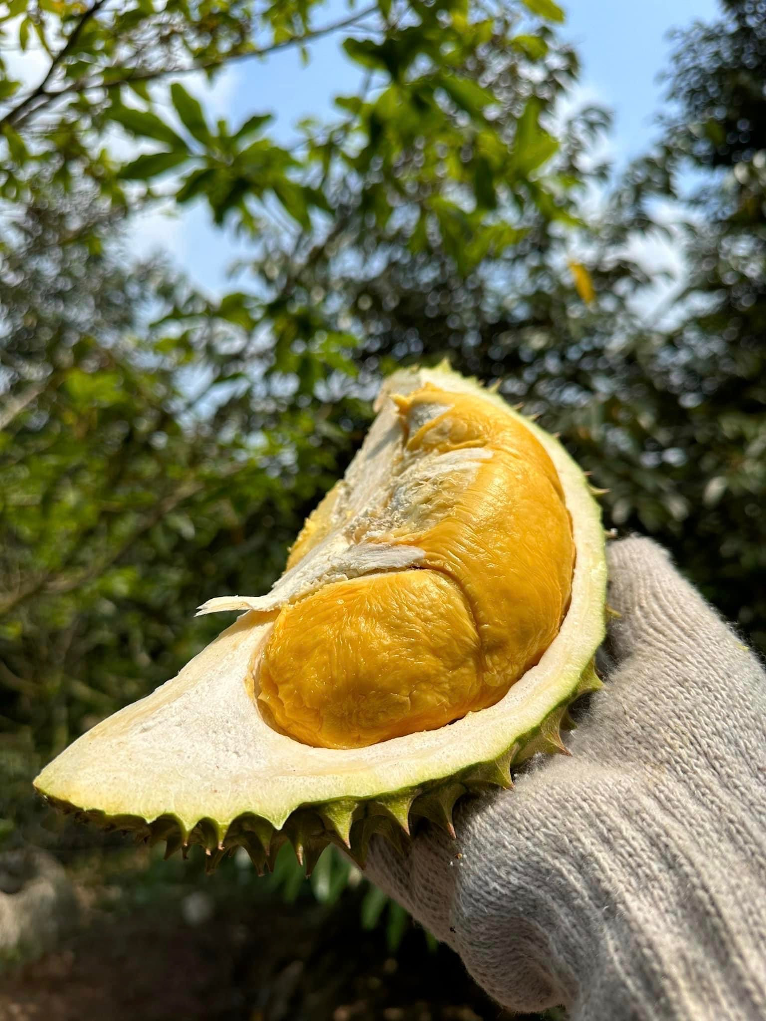 Bản tin sáng 31/5: Sầu riêng Musang King trồng ở miền Tây, giá rẻ chưa ...