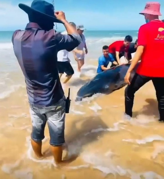 Rescuers attempt to save whale stranded on Binh Thuan beach
