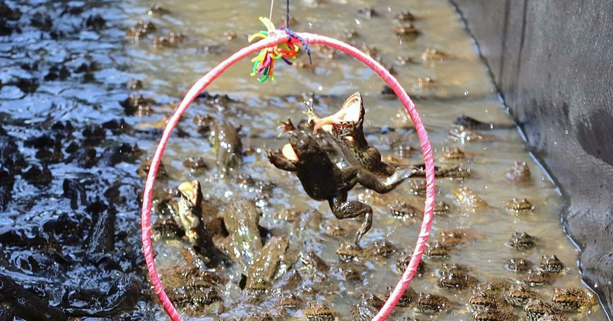 Độc đáo đàn ếch 4.000 con biết làm xiếc của người đàn ông miền Tây