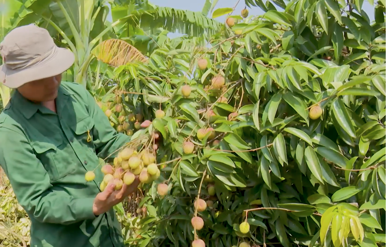 Nâng cao vị thế “Vải thiều Ea Kar”