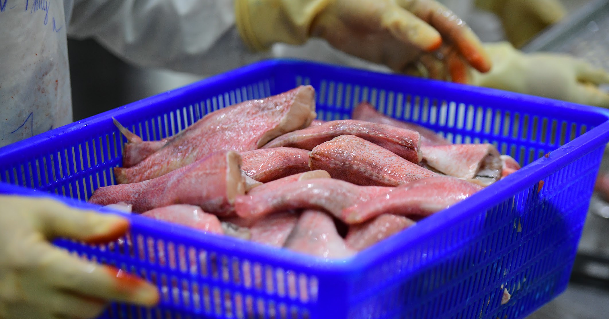 Xuất khẩu thủy sản hụt thu 1,3 tỷ USD, giá tôm cá giảm mạnh