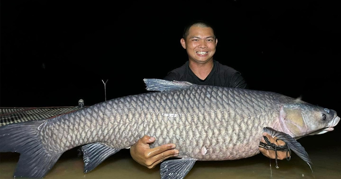 Cá trắm đen nặng hơn 40kg mắc câu ở Nghệ An
