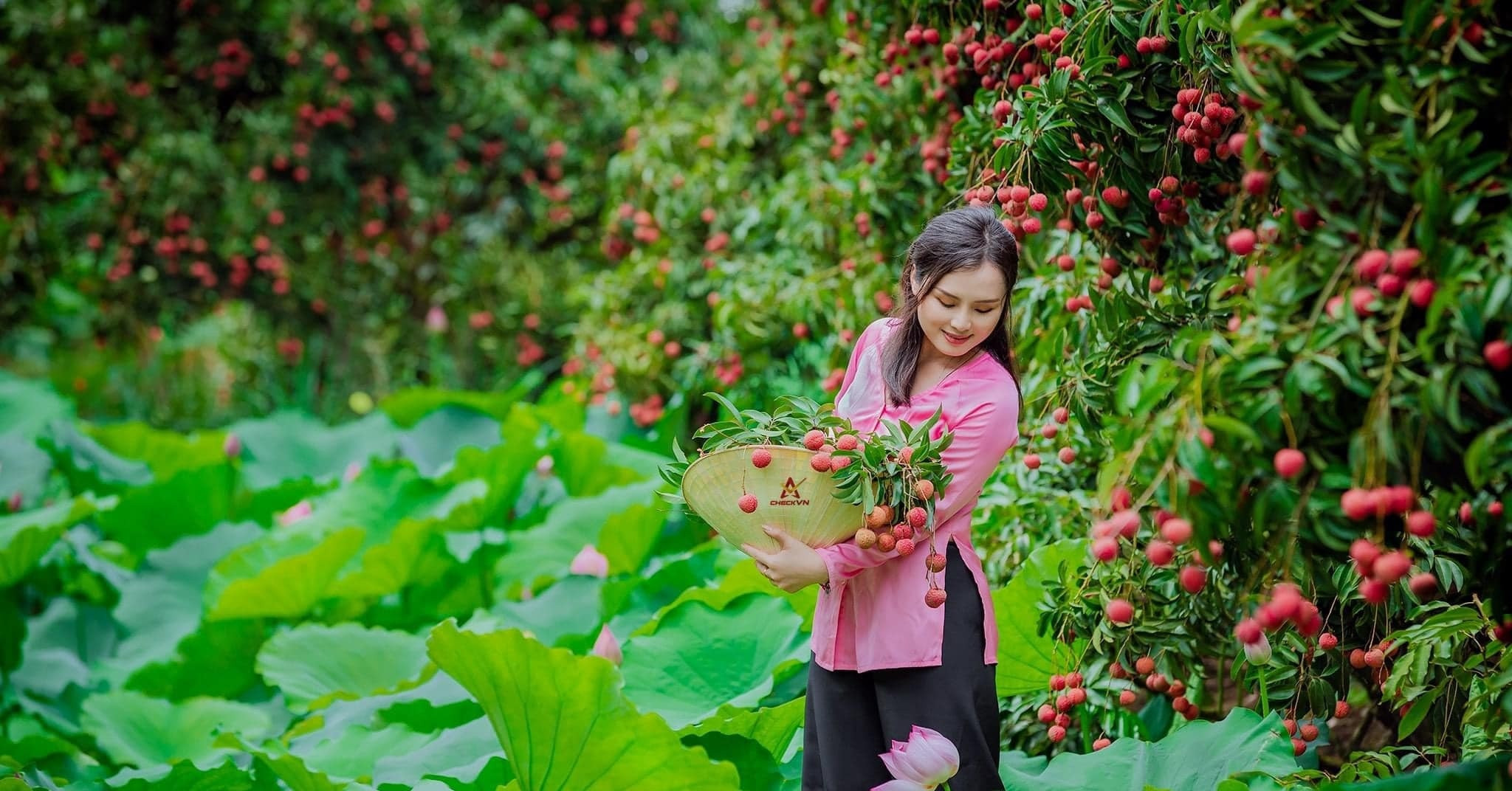 The most beautiful litchi orchard in Thanh Ha