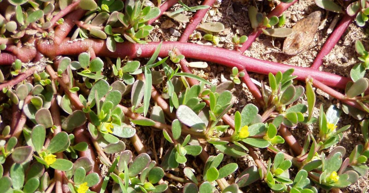 Những loại rau dại ở Việt Nam được thế giới săn lùng