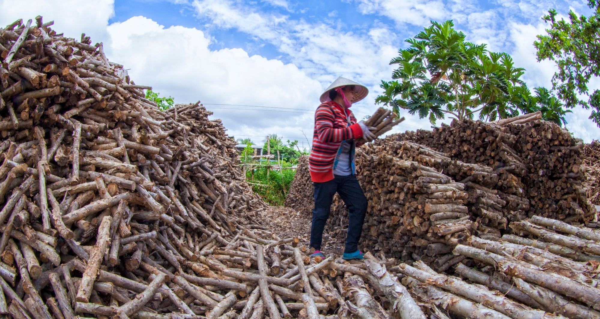 Động lực phát triển năng lượng sinh khối ở Việt Nam